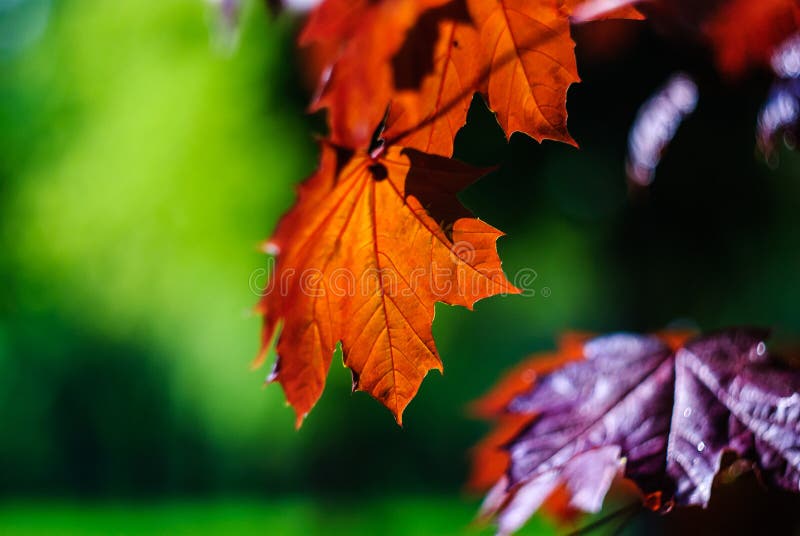 Red maple leaf stock photo. Image of russian, leaf, helios - 91215768