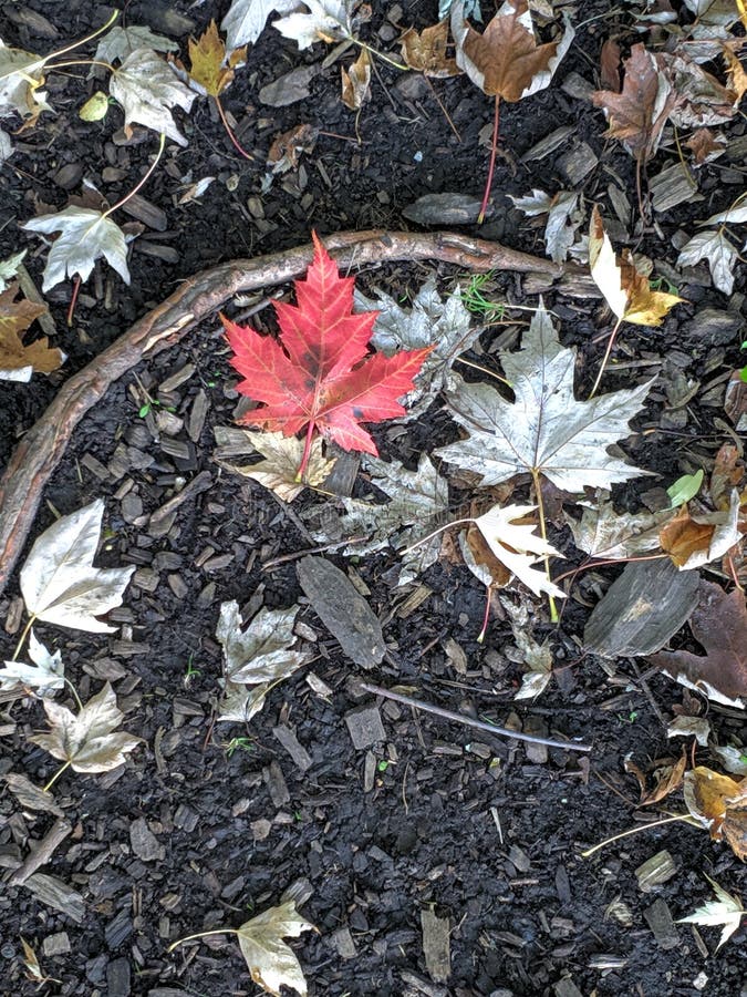 Red Maple Leaf on Dark Forest Floor Stock Image - Image of woodland ...