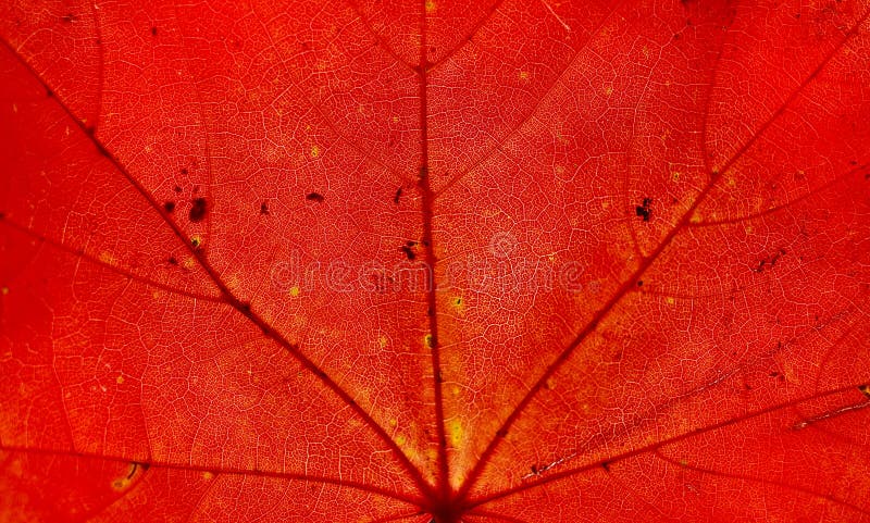 Red Maple Leaf Details. Red Leaf Texture. Leaf Background. Fall Season ...