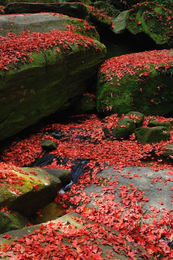 Red maple leaf during fall stock image. Image of rock - 23942241