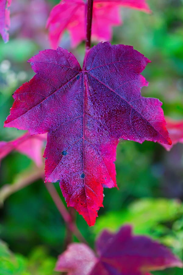 Fall Maple Leaf stock photo. Image of tree, foliage, leaf - 15636452
