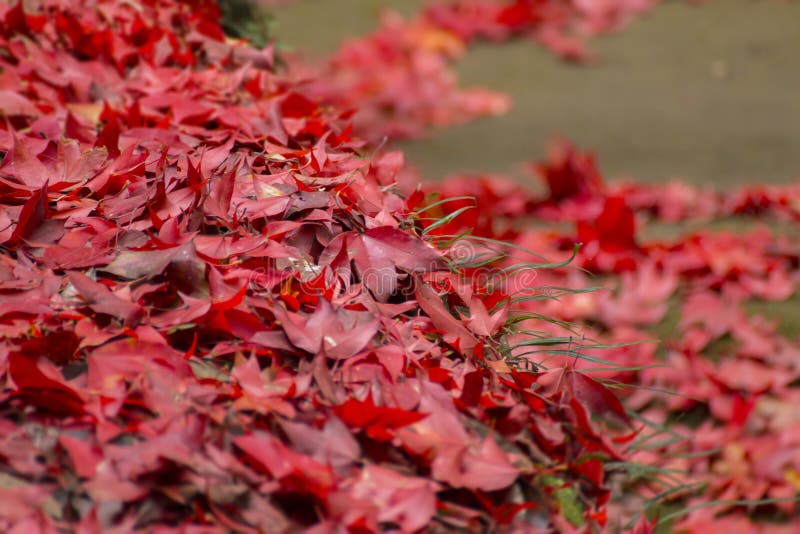 Red Maple Leaf Fall on Ground during Autumn Stock Photo - Image of ...