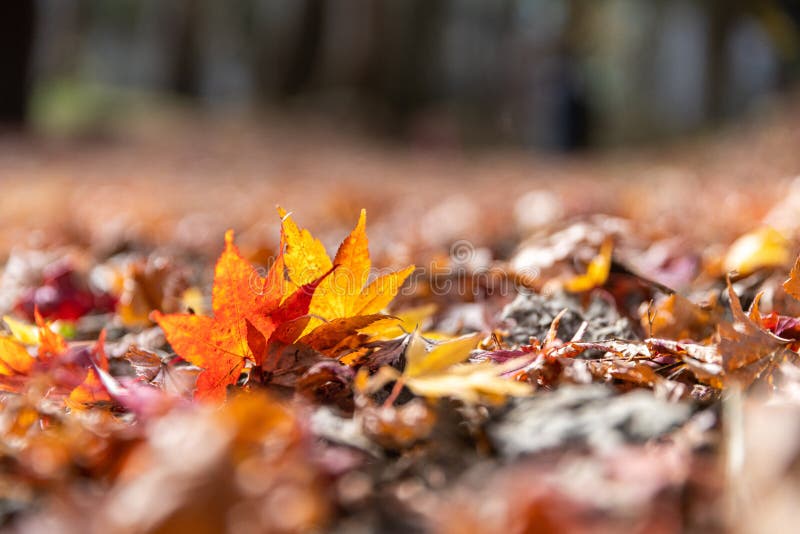 Red Maple Leaf Fall on Ground during Autumn in Karuizawa Stock Photo ...