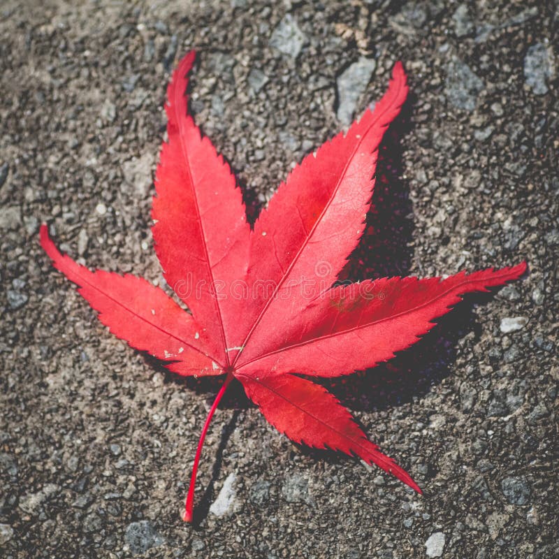 Red Maple Leaf Fall on Natural Stone Stock Photo - Image of autumn ...