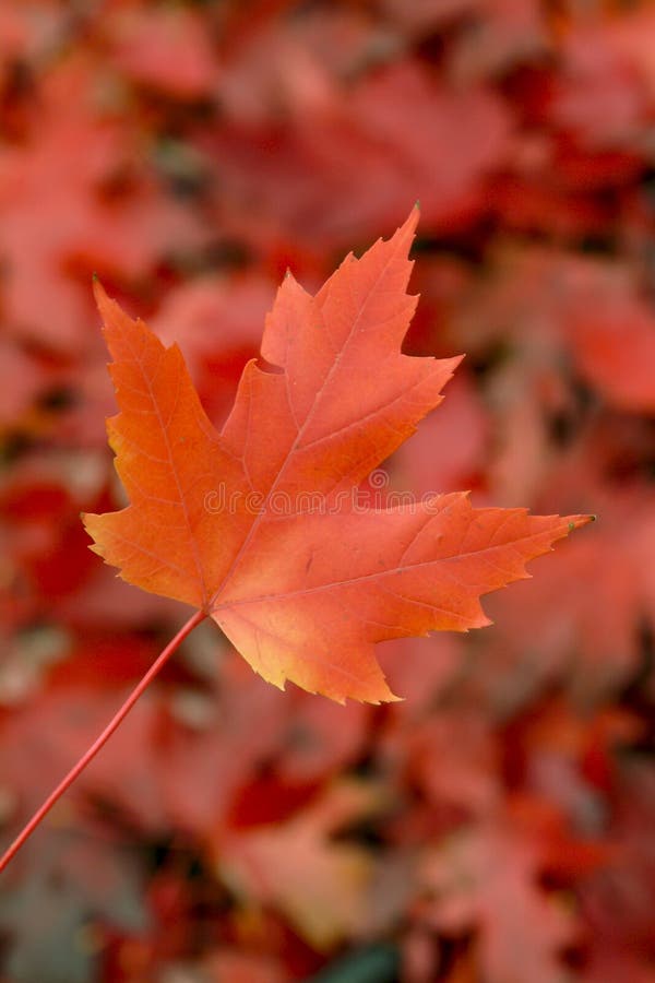 Red maple leaf in the fall stock image. Image of close - 182778887