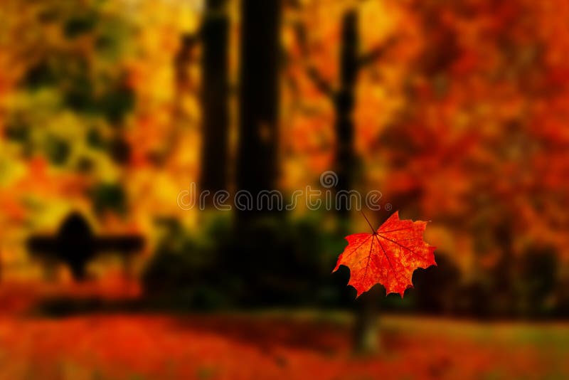 Autumn, Beautiful, Blur, Blurry Picture. Image: 102380477