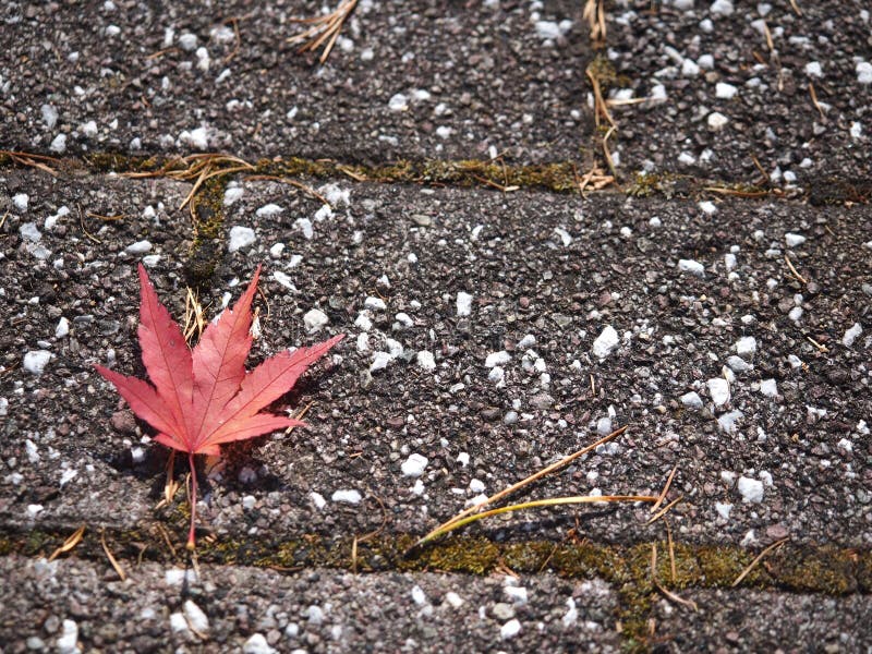 Red maple leaf on floor stock photo. Image of foliage - 75657656