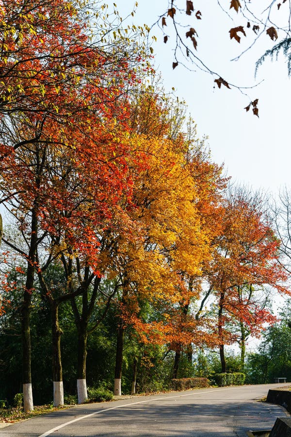 The Red Maple Leaf Forest on the Roadside Stock Photo - Image of ...