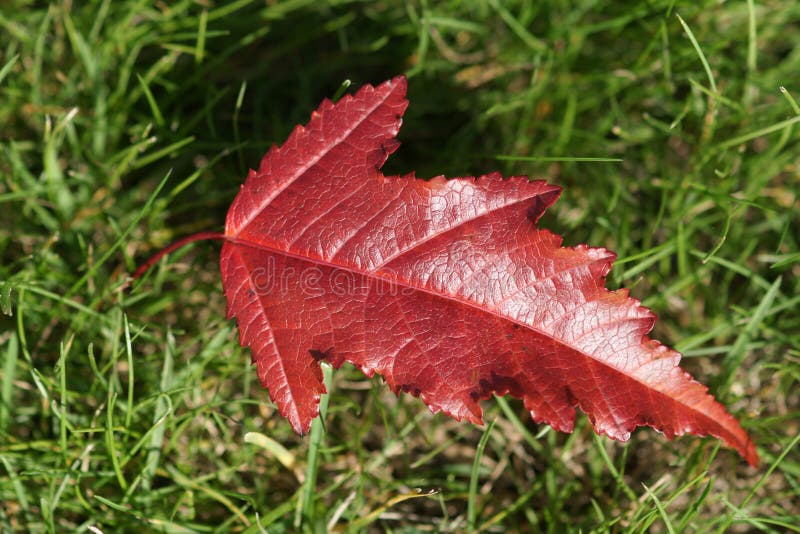 Red Maple Leaf on Green Grass Stock Image - Image of macro, nature ...
