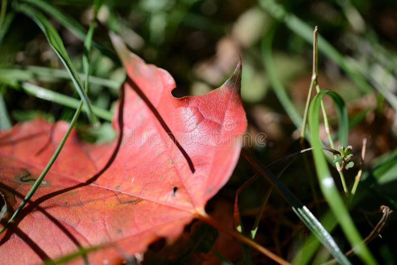 Red Maple Leaf on Green Grass Stock Photo - Image of flora, macro ...