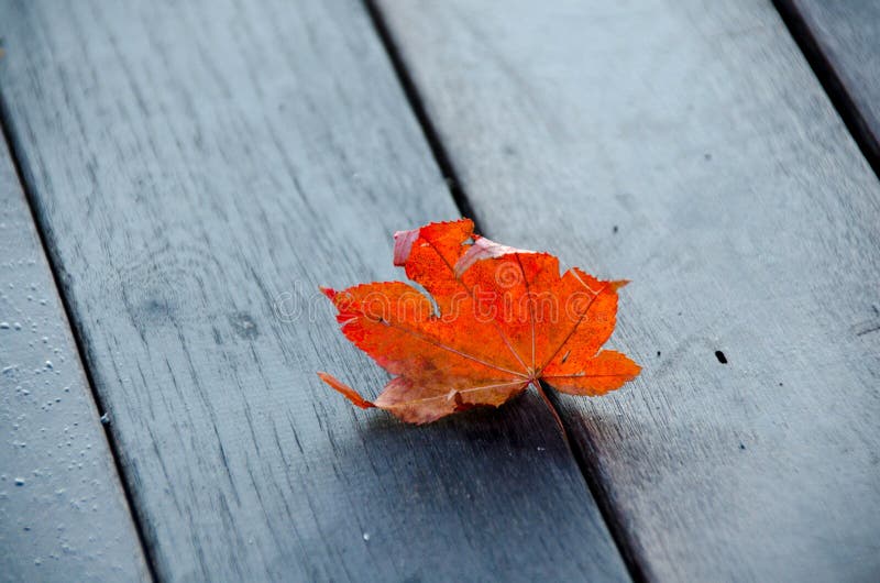 Red Maple Leaf on the Ground Stock Photo - Image of floor, maple: 95077900