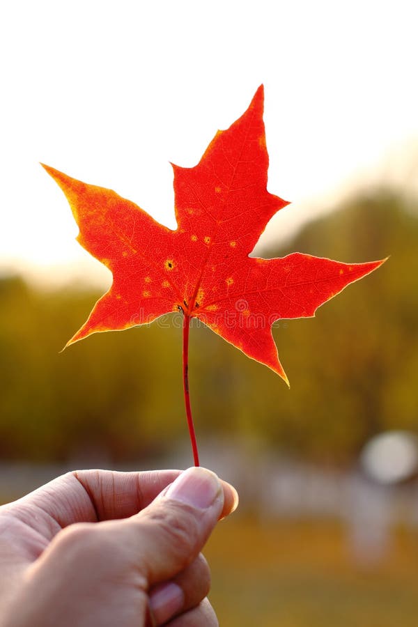 A Red Maple Leaf in Human Hand Stock Photo - Image of maple, color ...