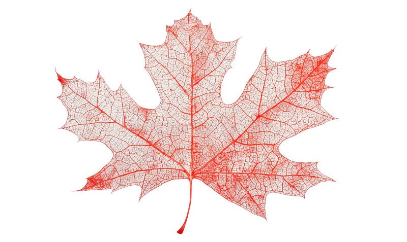Red Maple Leaf with Intricate Vein Structure, Showcasing Delicate ...