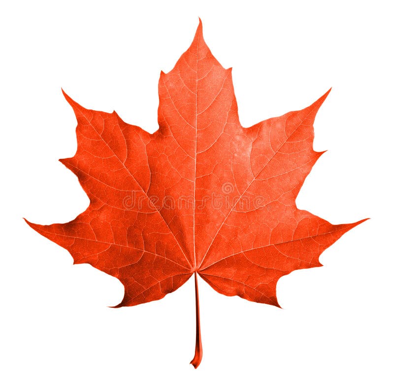 Red Maple Leaf Isolated Stock Photo - Image: 42266842