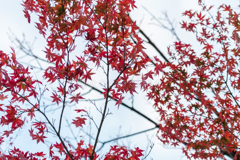 A Red Maple Leaf , Kyoto, Japan. Stock Photo - Image of kyoto, nature ...