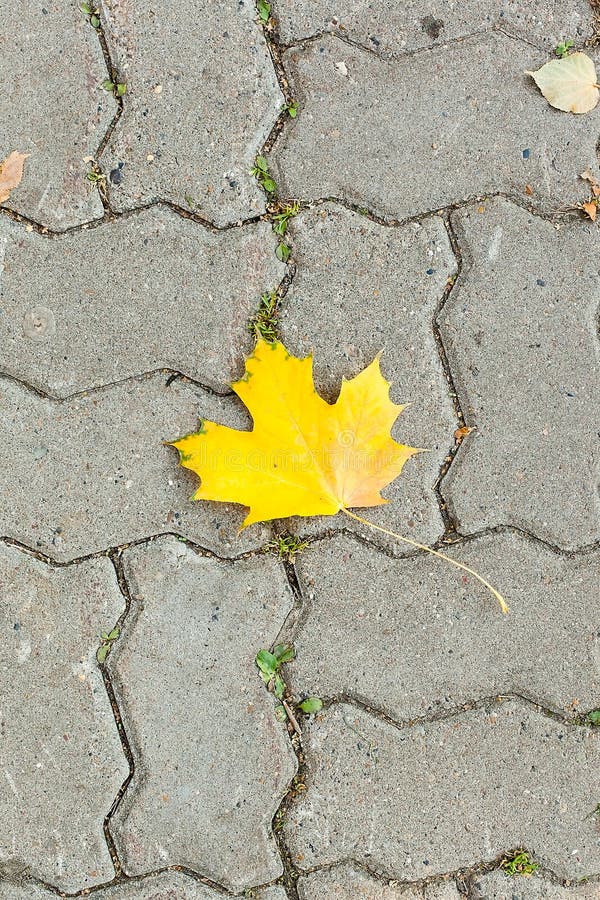 Red Maple Leaf Lays on Dark Asphalt Road. Macro Photo Stock Photo ...