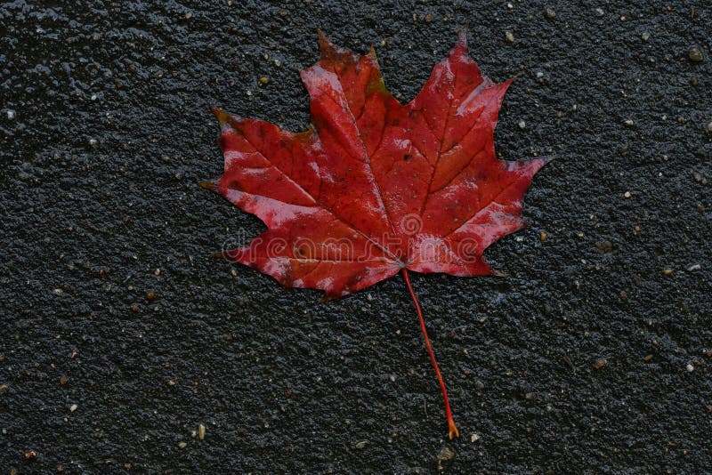 Red Maple Leaf Lays on Dark Asphalt Road. Macro Photo Stock Image ...