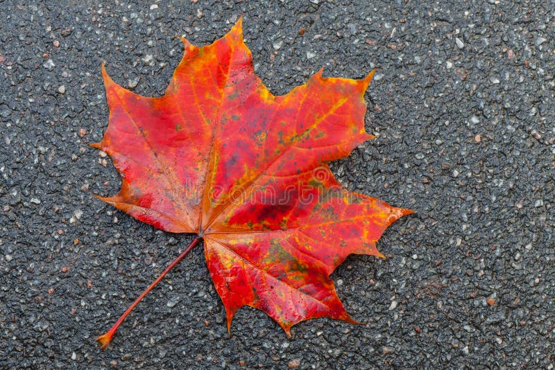 Red Maple Leaf Lays on Dark Asphalt Road Stock Photo - Image of highway ...