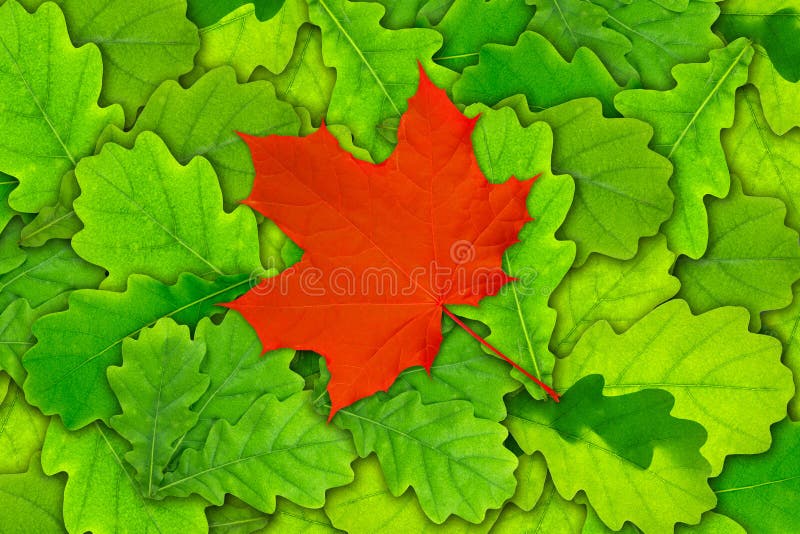 Red Maple Leaf Over Green Oak Leaves Stock Photo - Image of tree, green ...