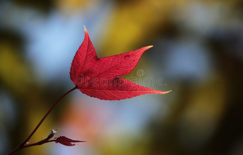 Red Maple Leaf stock image. Image of foliage, admire - 113403041