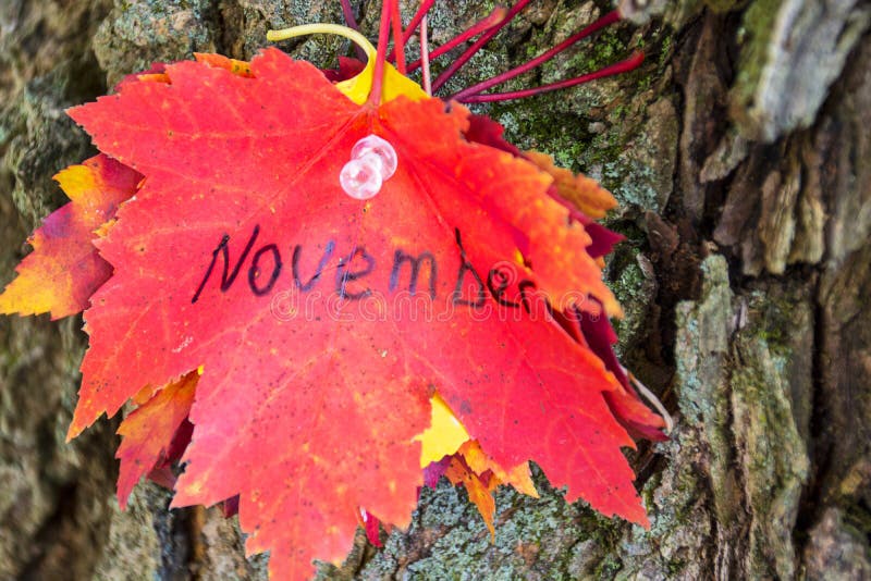 Red Maple Leaf Pinned on Tree with the Word November. Nature Calendar ...