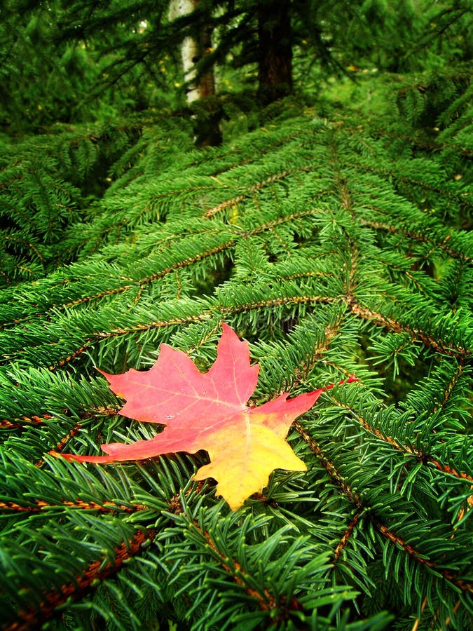 Red Maple Leaf Resting on Branch of Green Pine Tree Stock Image - Image ...