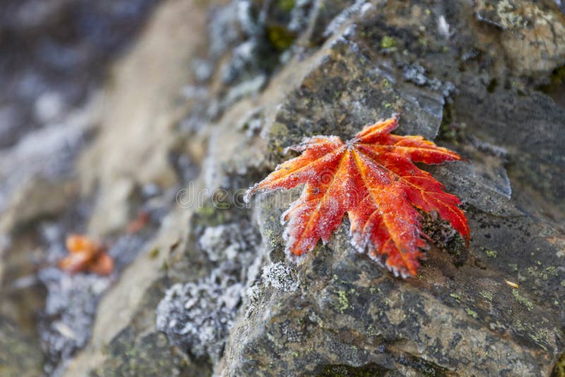 Red Maple Leaf on a Rock stock image. Image of fall - 260150345