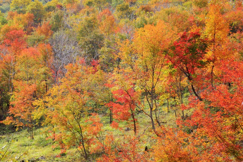 Red Maple Leaf in a Scenic Spot Stock Image - Image of spots, natural ...