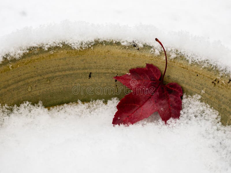 Red Maple Leaf in a Snow Covered Garden Planter in Winter Stock Image ...
