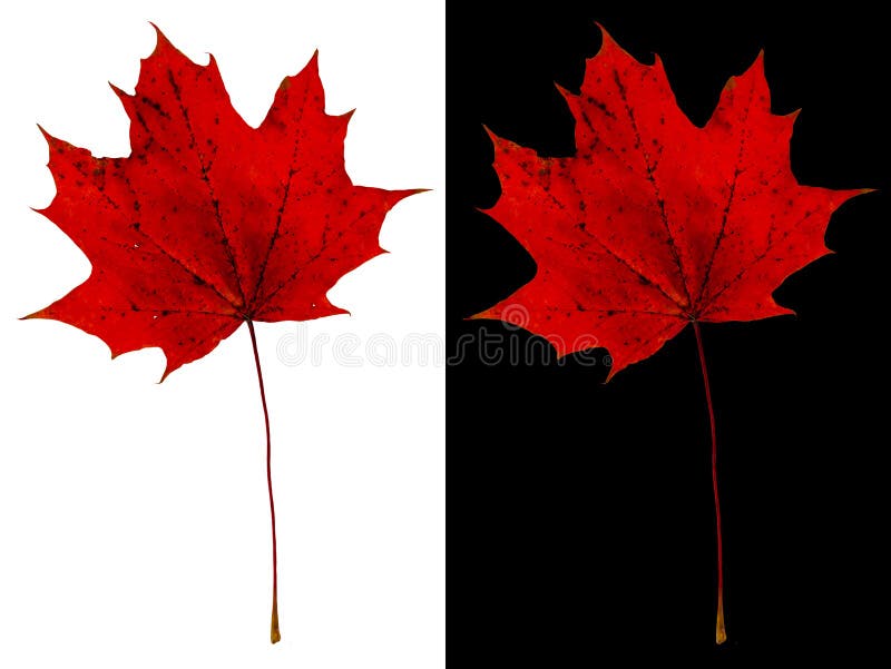 Autumn Maple Leaf Isolated on White and Black Backgrounds. Red Maple ...