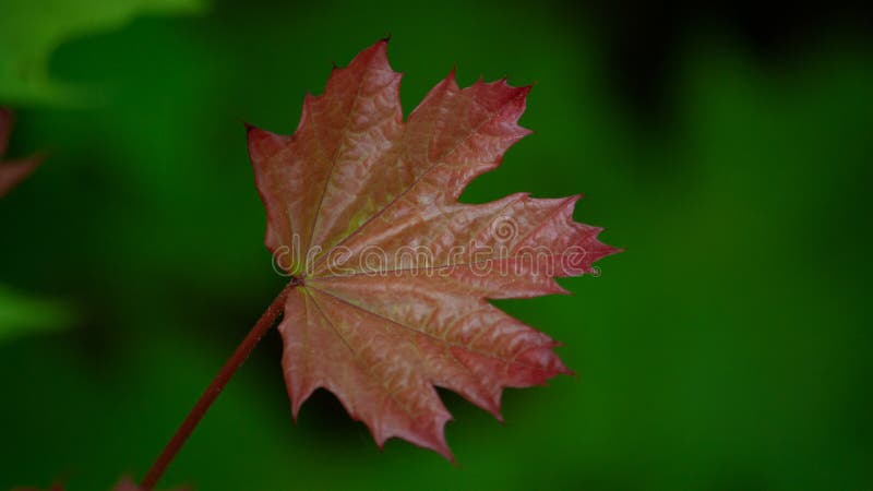 Red maple leaf in spring stock image. Image of colorcolorful - 180536615