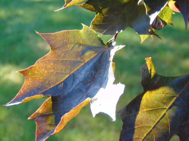 Red Maple Leaf on Summer Day Stock Image - Image of crisp, green: 97617441