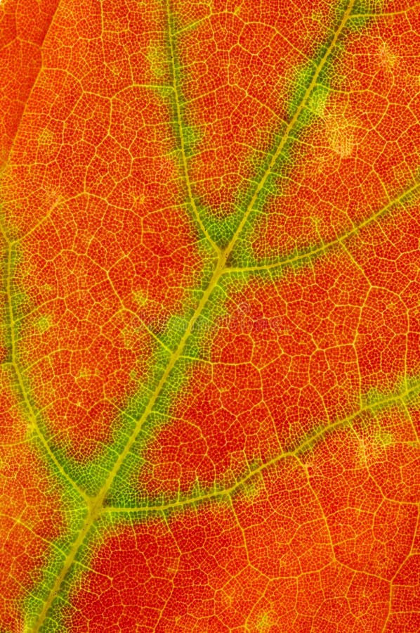 Red maple leaf texture stock photo. Image of close, transition - 3336472