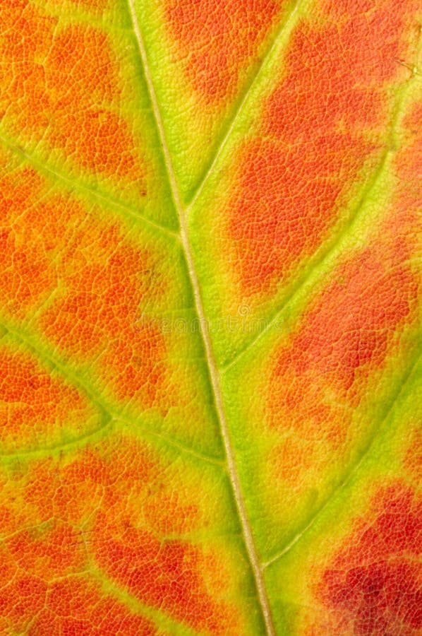 Red maple leaf texture stock image. Image of bookmark - 3336455