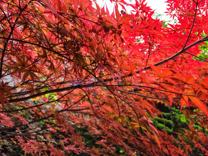 Red Maple Leaf Texture on the Streets of Bucharest Stock Photo - Image ...
