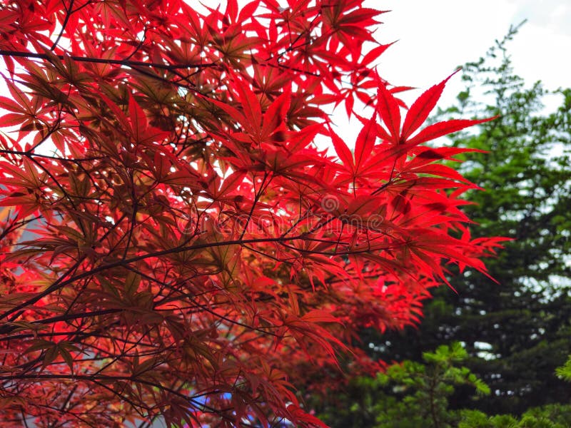 Red Maple Leaf Texture on the Streets of Bucharest Stock Image - Image ...