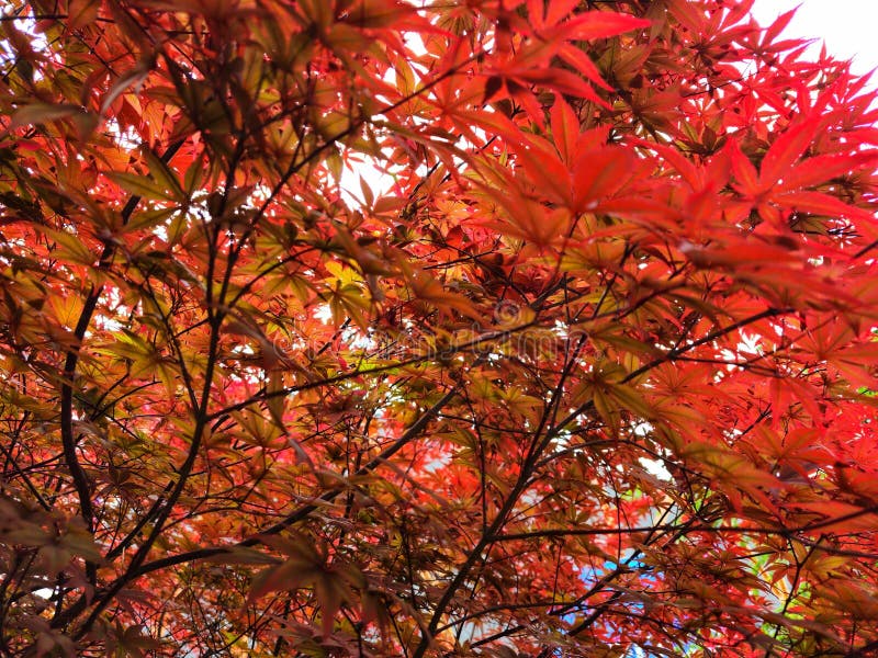 Red Maple Leaf Texture on the Streets of Bucharest Stock Photo - Image ...