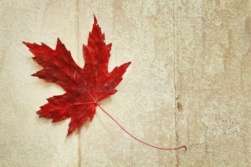 Red maple leaf stock photo. Image of background, autumn - 34692340