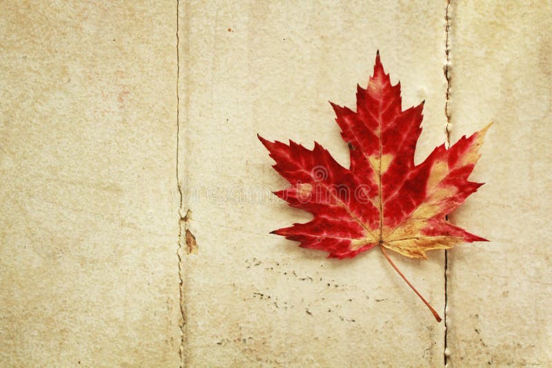 Red maple leaf stock image. Image of america, tree, single - 34763991