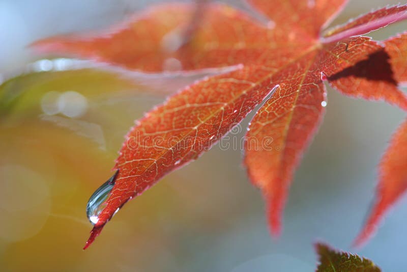 Red Maple Leaf with Water Drop Stock Image - Image of shallow, texture ...