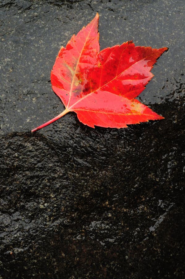 Red Maple Leaf on Wet Rock stock image. Image of leaf - 32055687