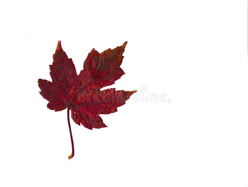 Maple leaf with feather stock image. Image of canada - 57067439