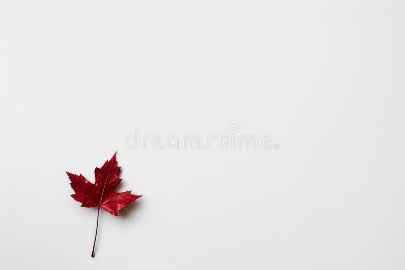 Red Maple Leaf on White Background Stock Image - Image of nature ...
