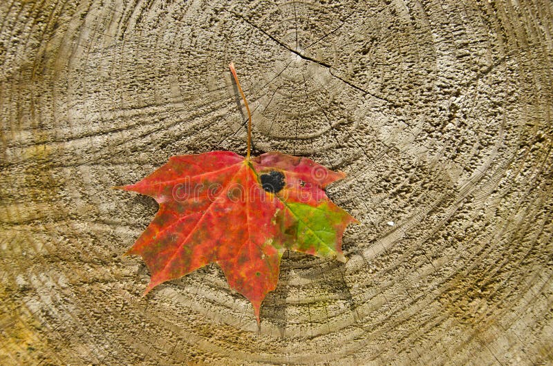 Red Maple Leaf on Wooden Background Stock Photo - Image of abstract ...