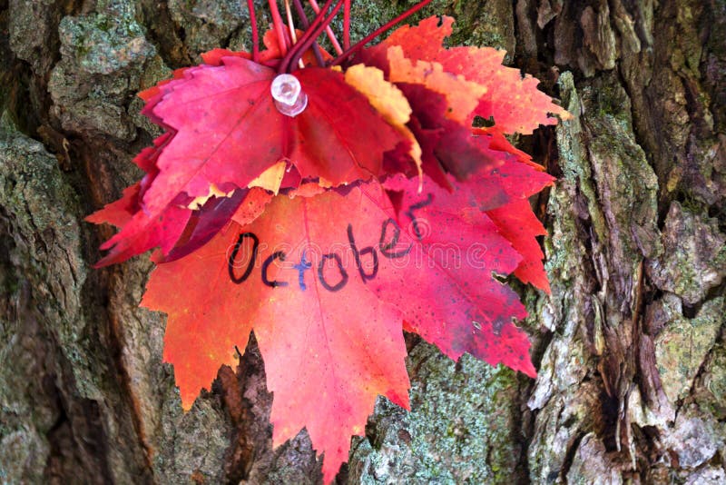 Red Maple Leaf with the Word October Pinned on Tree. Nature Calendar ...