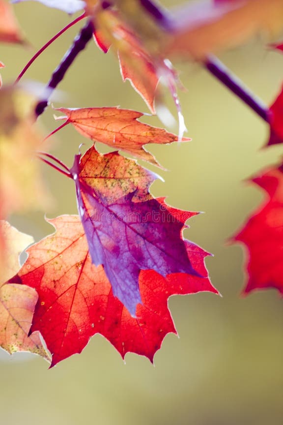 363 Maple Leafs Veins Stock Photos - Free & Royalty-Free Stock Photos ...