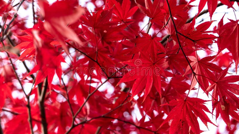 Red Maple Leafs only Autumn Stock Image - Image of botany, attraction ...
