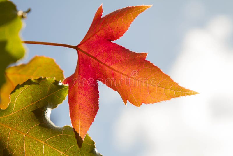 Red maple stock photo. Image of leave, seasonal, jungle - 36060086