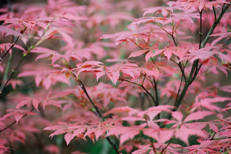Red maple leaves stock image. Image of growth, garden - 20533103
