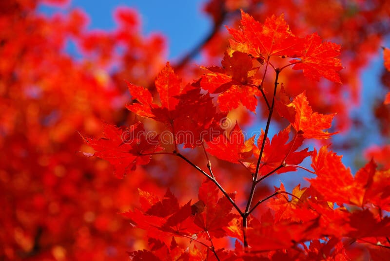 Autumn Nature Scene. Fantasy Fall Landscape. Beautiful Autumnal Park ...